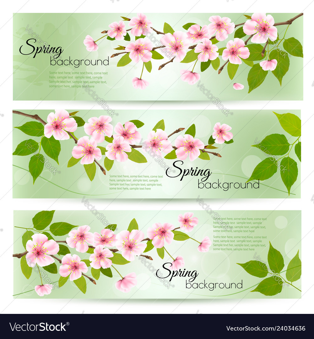 Spring nature background with cherry branch and Vector Image
