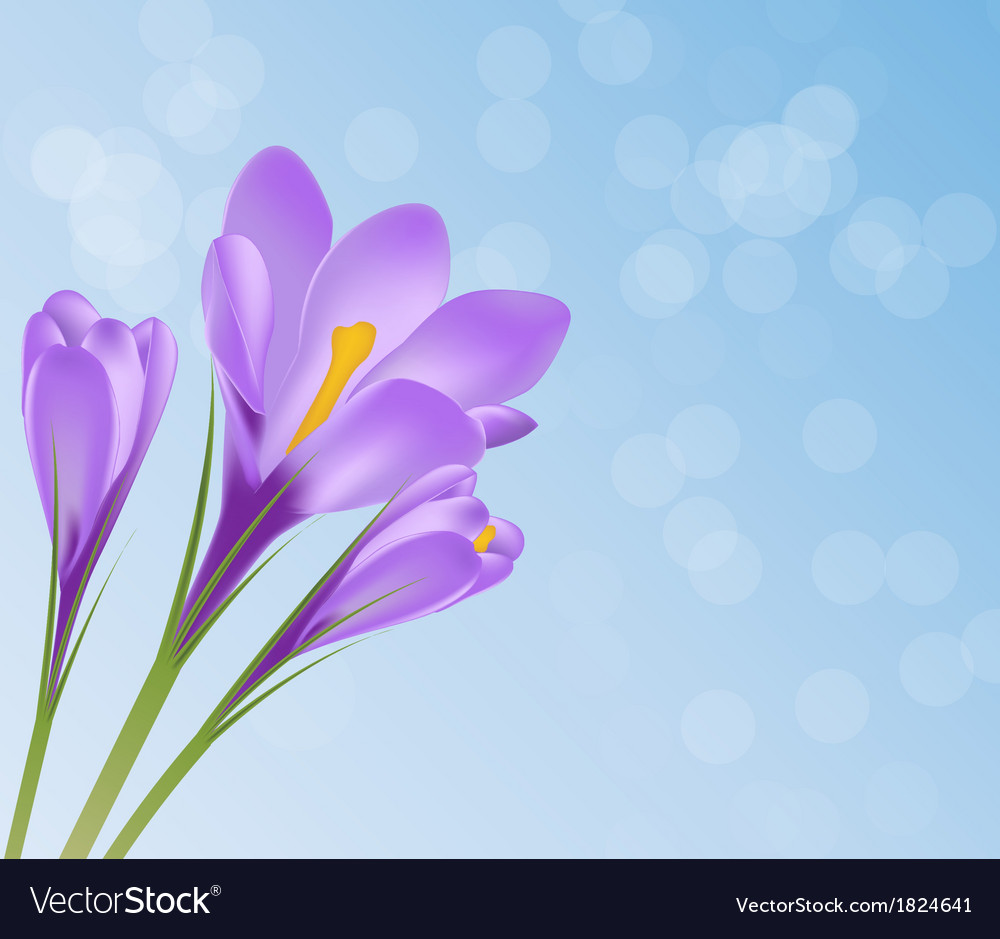 Crocus flower background Royalty Free Vector Image