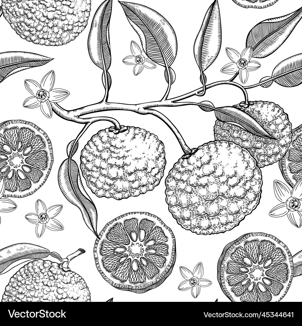 Sketched yuzu background with decorative fruit Vector Image
