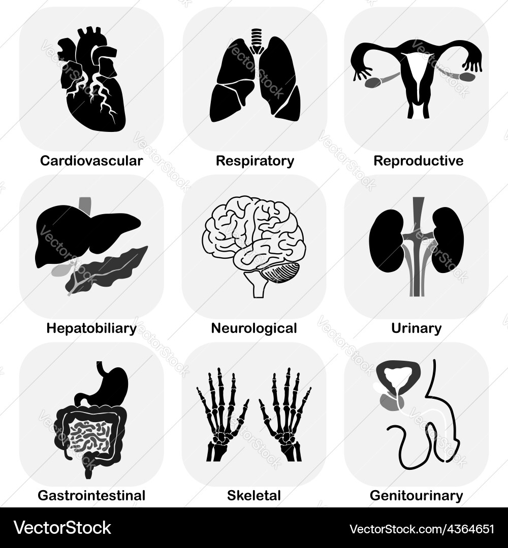 Collection of internal organ Royalty Free Vector Image