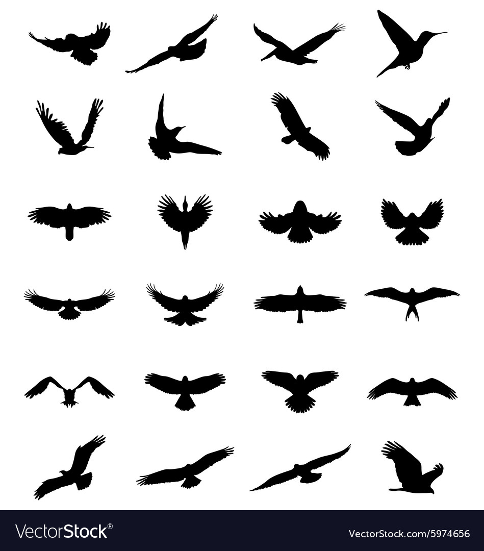 Birds Royalty Free Vector Image - VectorStock