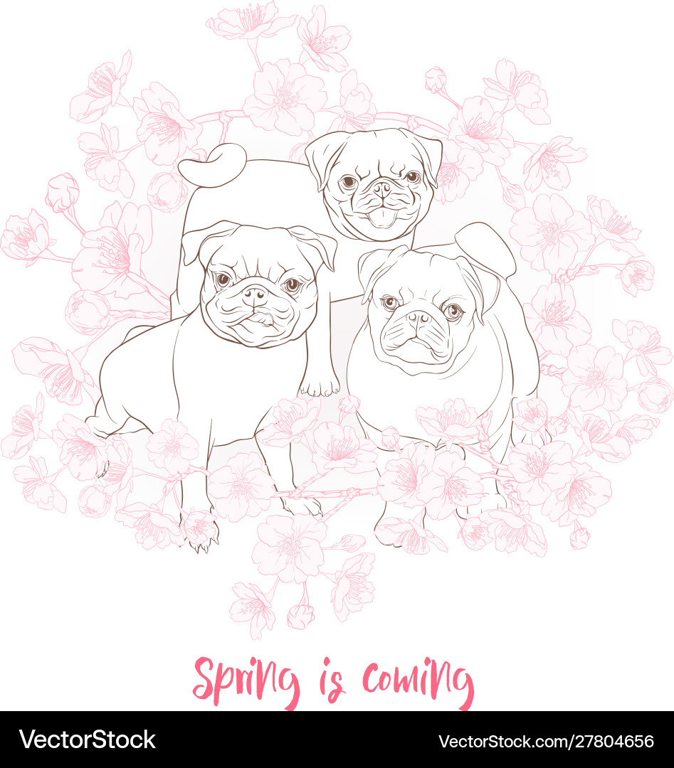 Pug dogs with blooming sakura spring flowers Vector Image