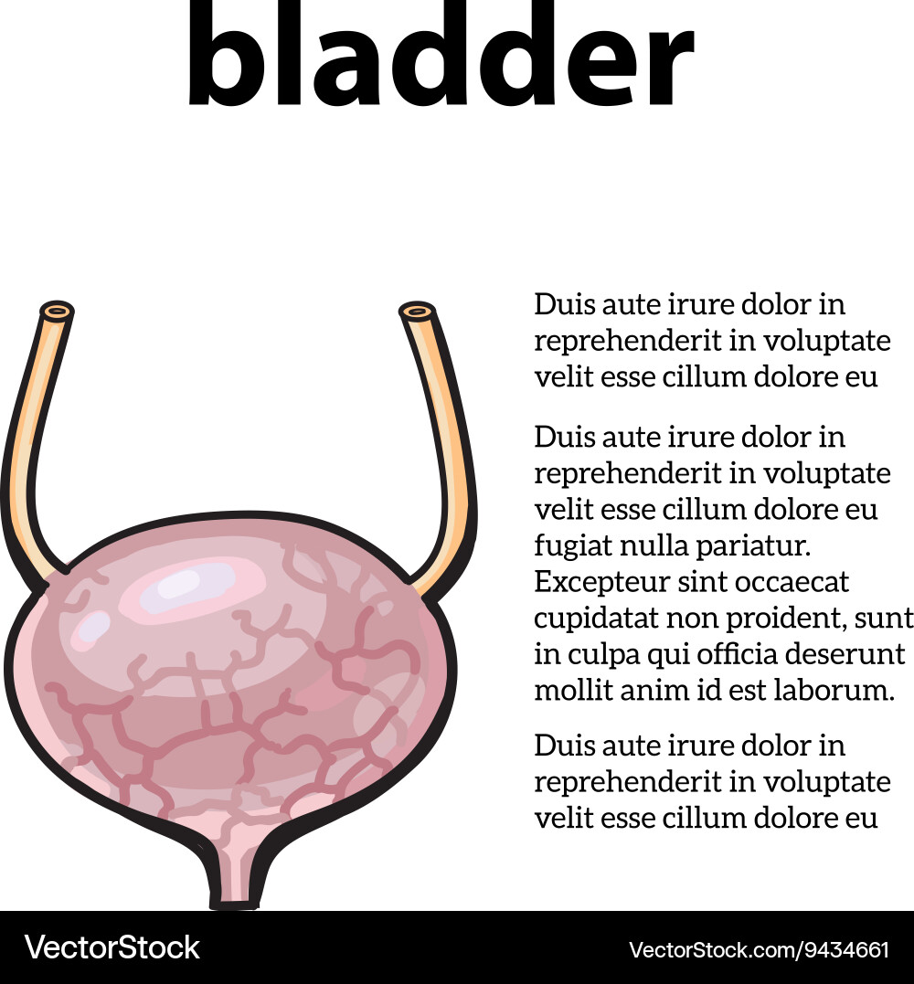 Detailed image of human bladder Royalty Free Vector Image