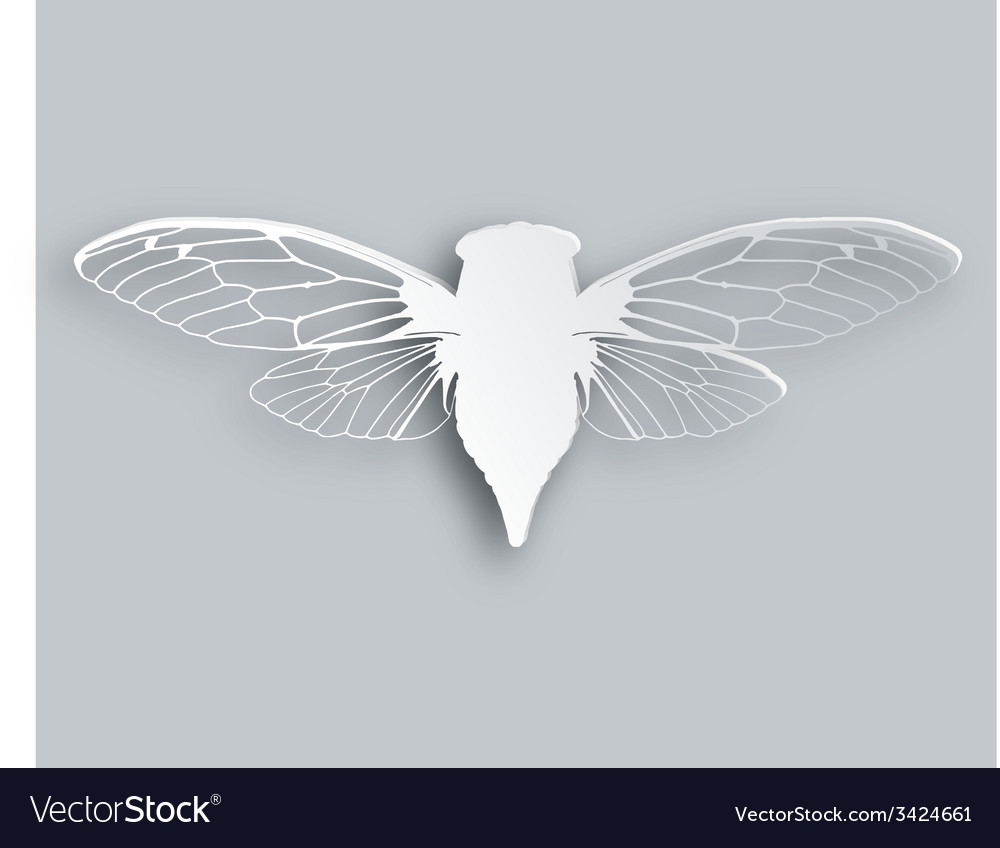 White cicada Royalty Free Vector Image - VectorStock