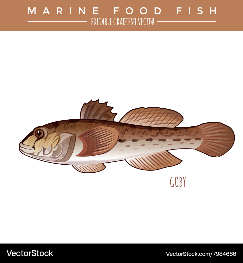 Goby marine food fish Royalty Free Vector Image