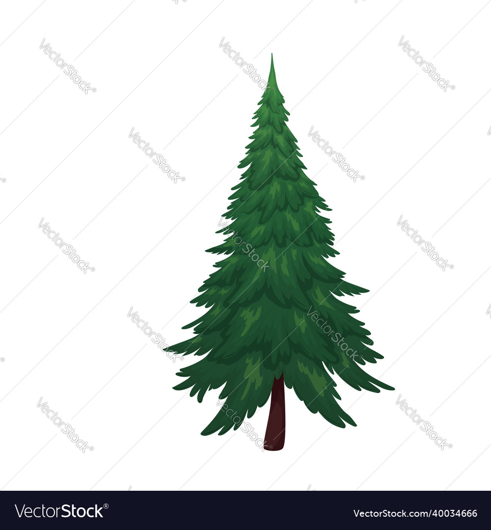 Spruce or pine tree Royalty Free Vector Image - VectorStock