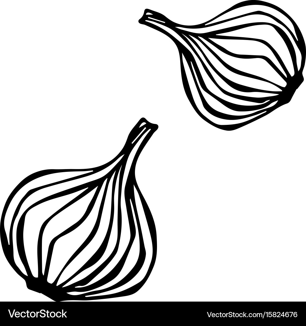Red onion cut slice food and spice Royalty Free Vector Image