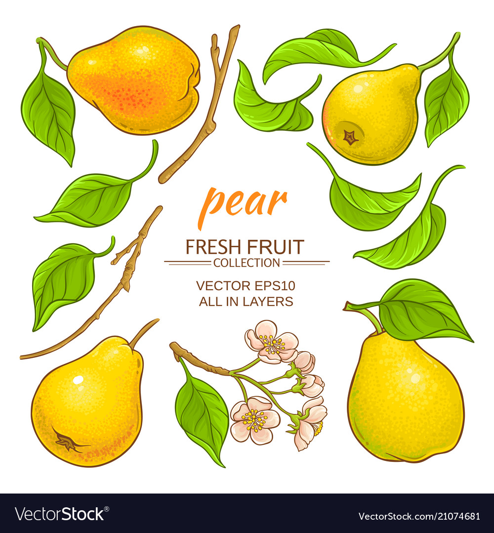 Pear elements set Royalty Free Vector Image - VectorStock