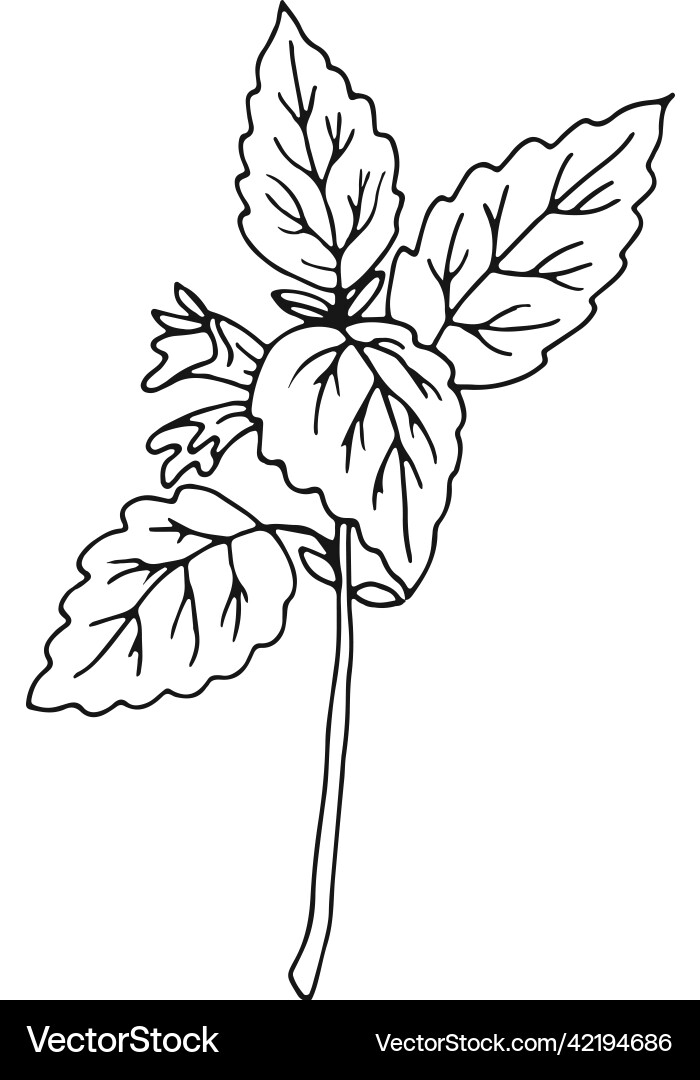 Peppermint plant natural herb flower botanical Vector Image