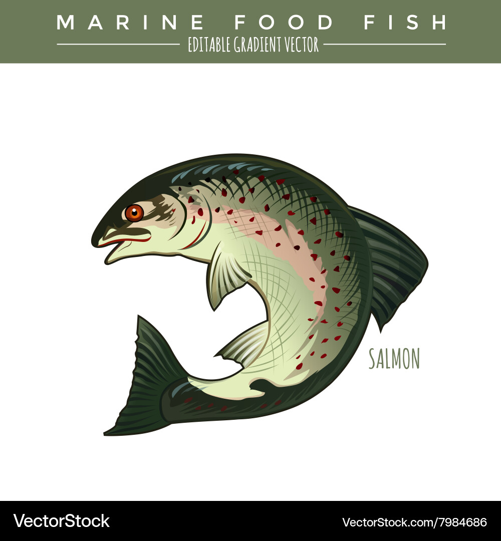 Salmon Marine Food Fish Royalty Free Vector Image