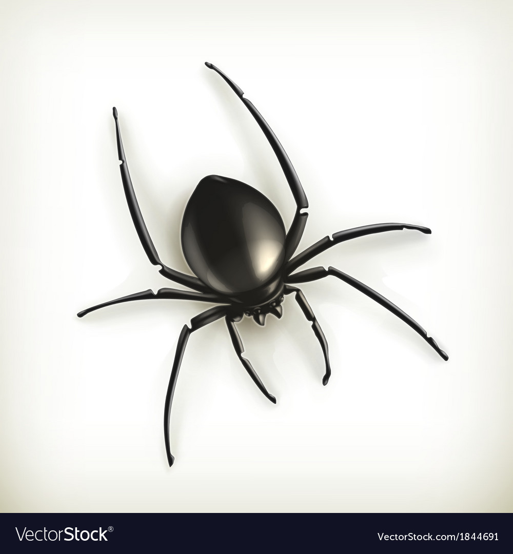 Spider Royalty Free Vector Image - VectorStock