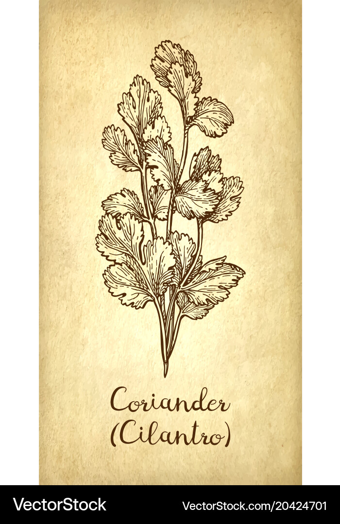 Ink sketch of cilantro Royalty Free Vector Image