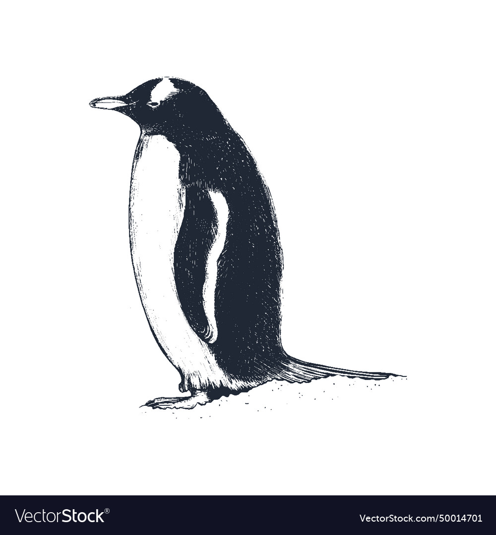 Penguin Royalty Free Vector Image - VectorStock