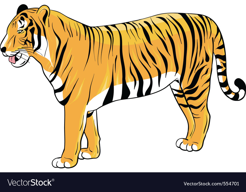 Tiger Royalty Free Vector Image - VectorStock