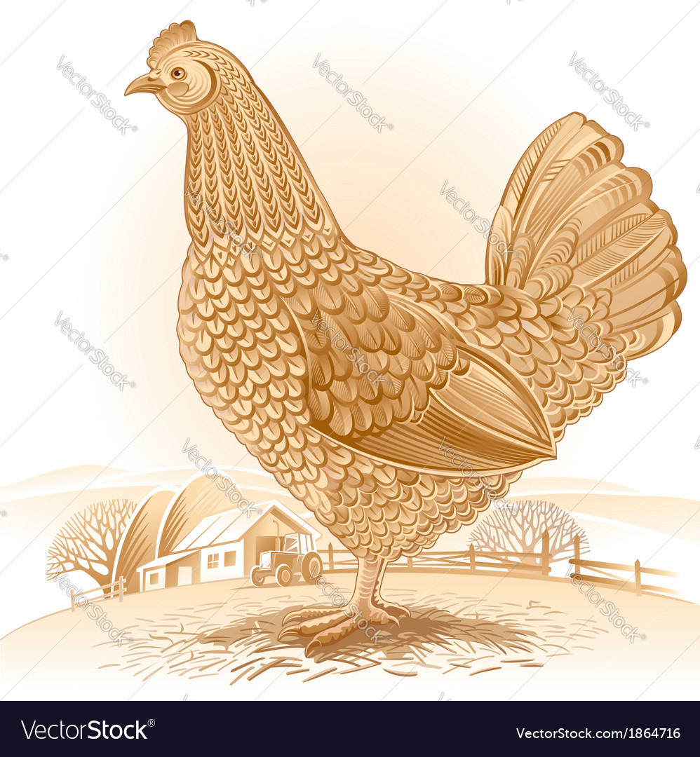 Graphical chicken Royalty Free Vector Image - VectorStock