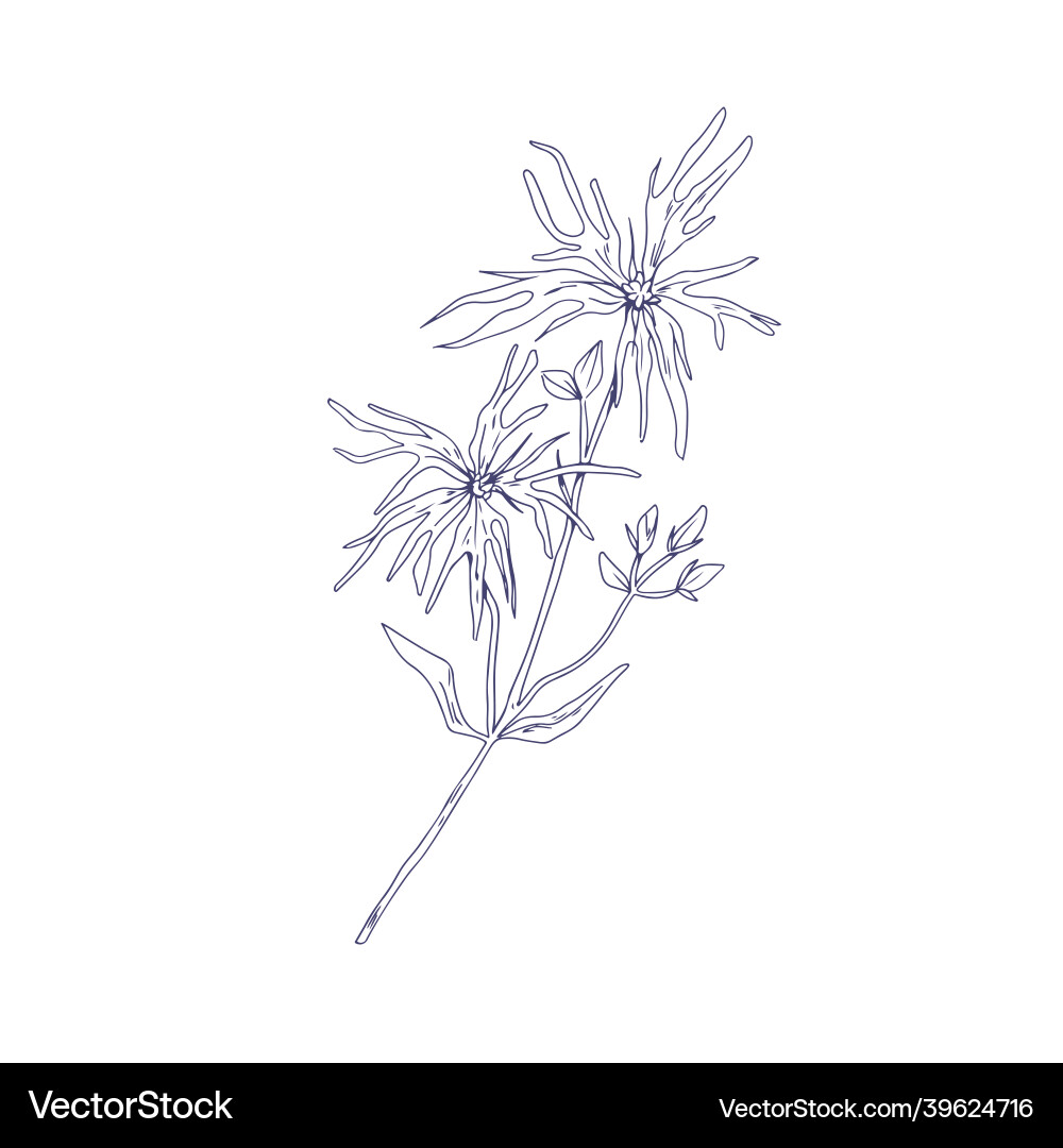 Ragged-robin flower outlined botanical sketch Vector Image