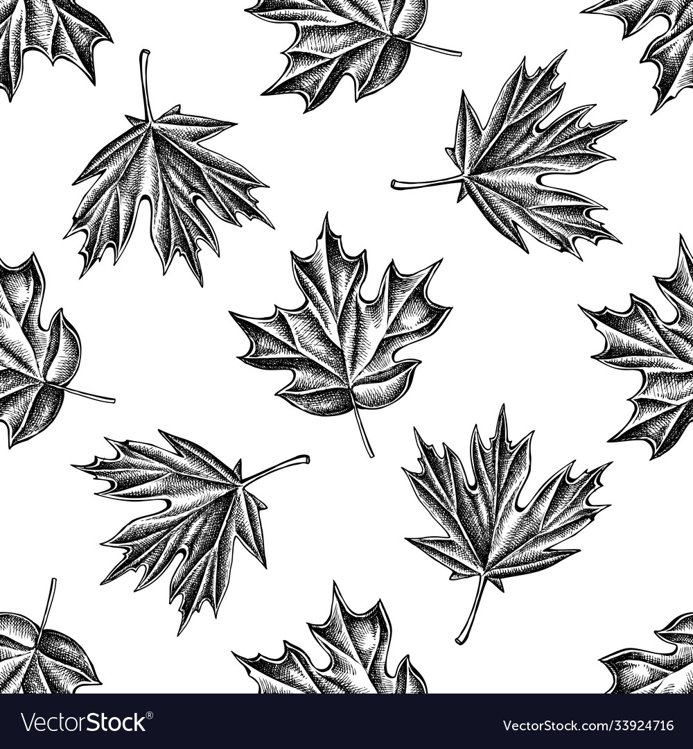 Seamless pattern with black and white maple Vector Image
