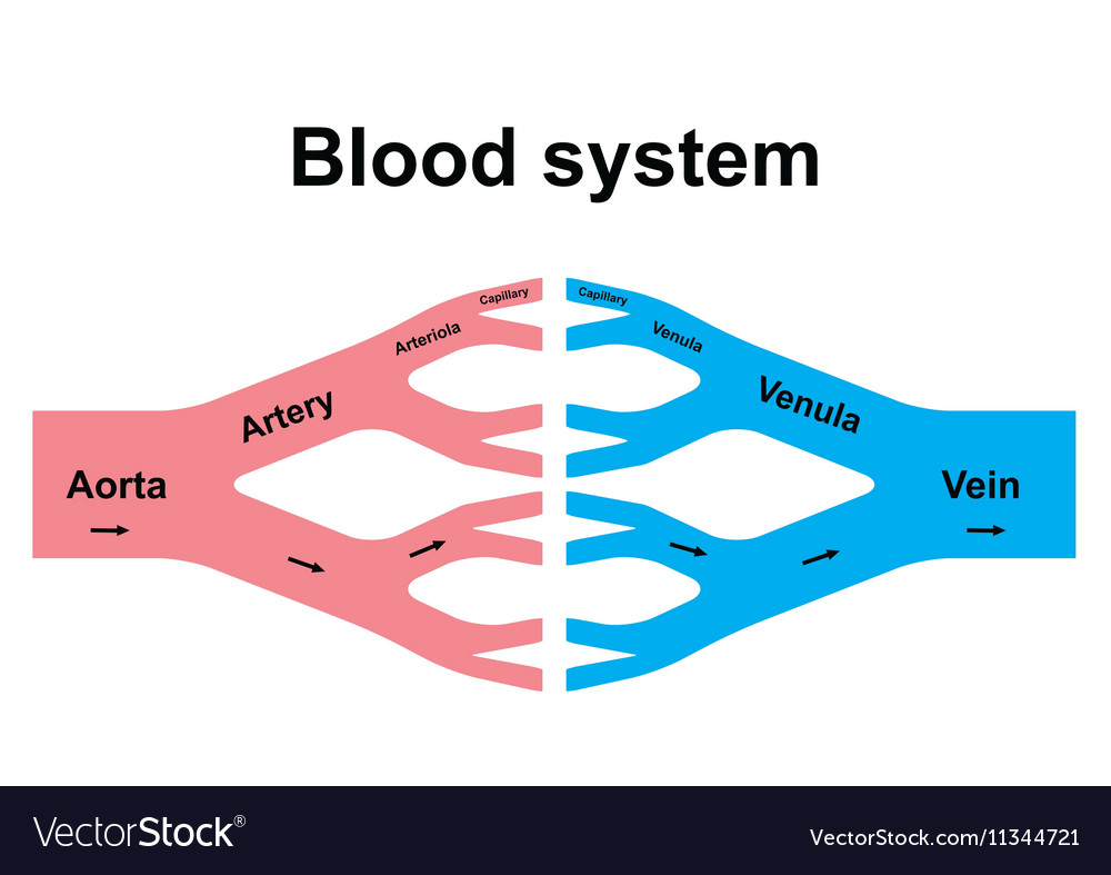 Blood circulation system Royalty Free Vector Image