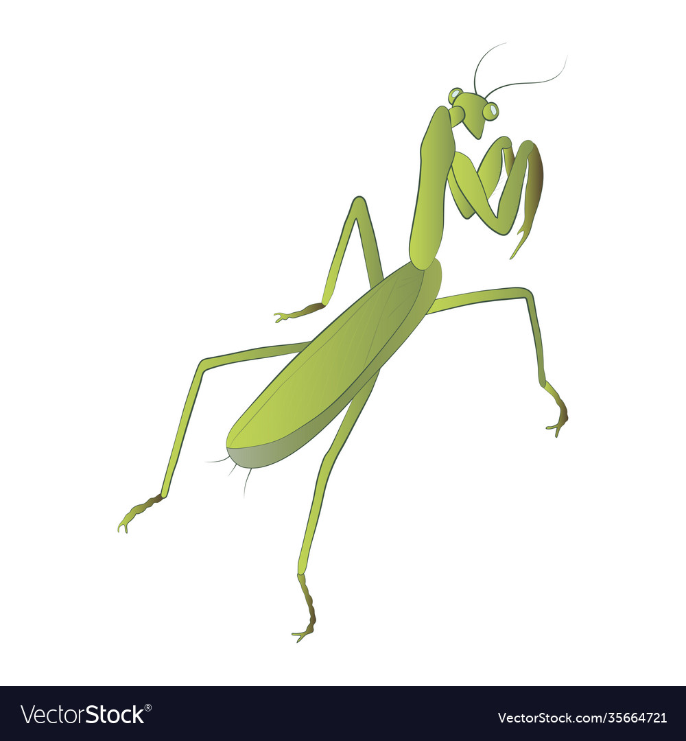 Mantis color Royalty Free Vector Image - VectorStock