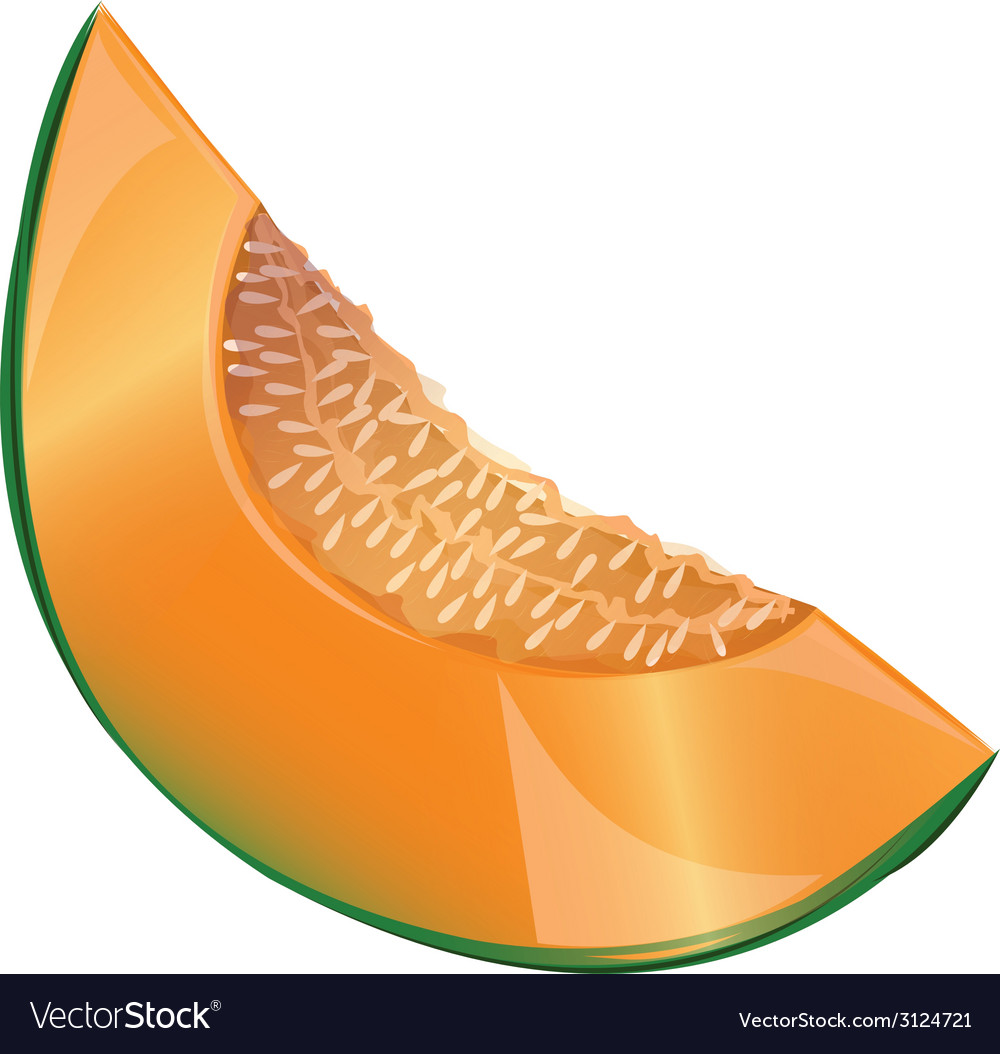 Melon Royalty Free Vector Image - VectorStock