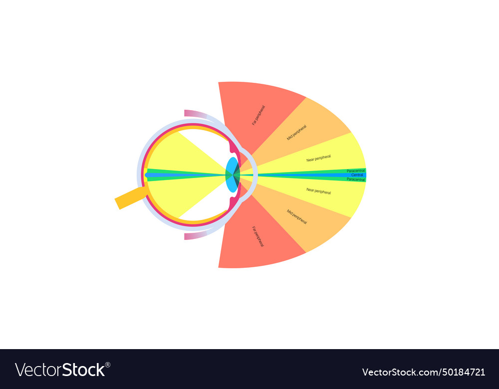 Peripheral vision poster Royalty Free Vector Image