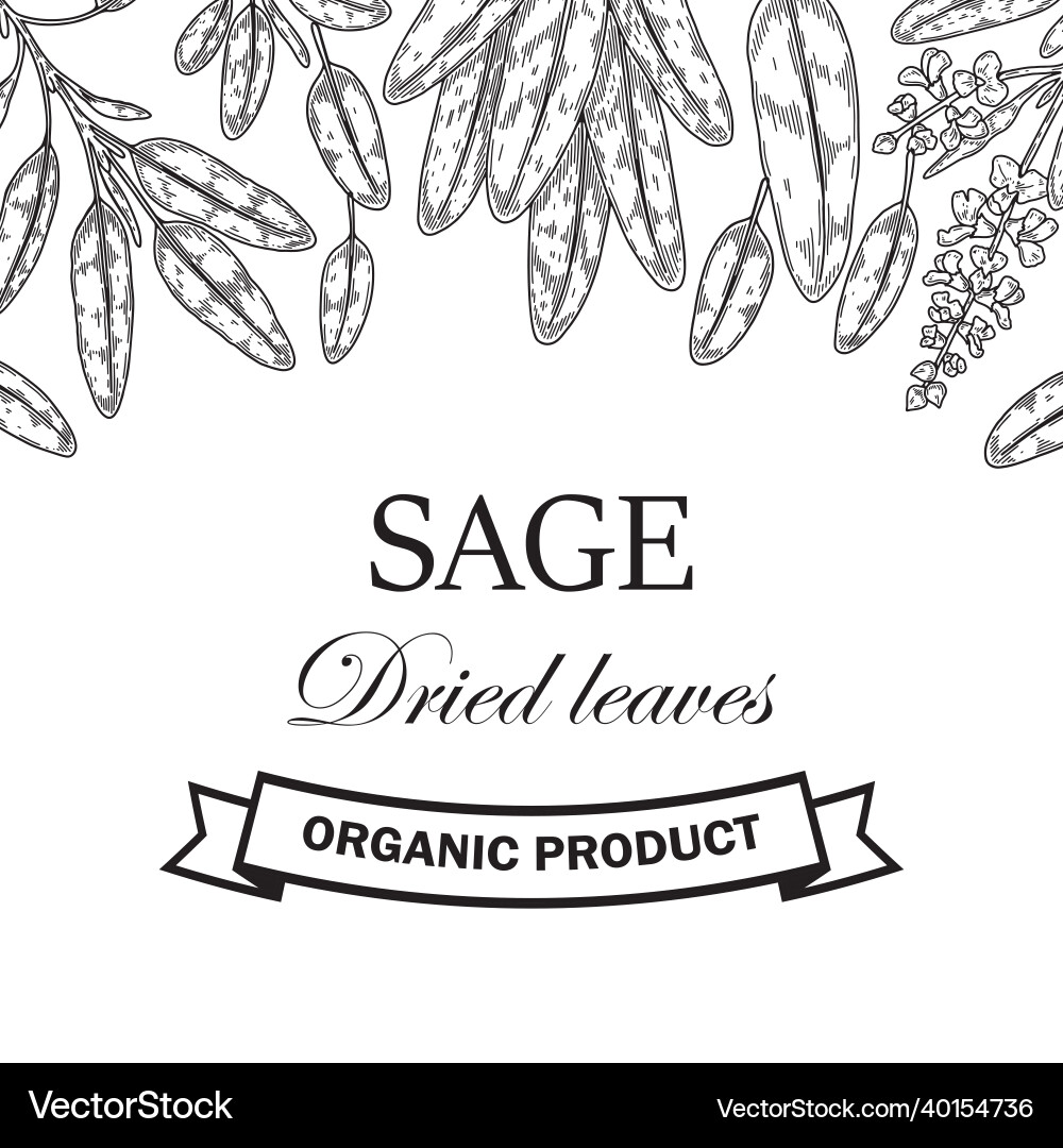 Hand drawn sage design in sketch style Royalty Free Vector