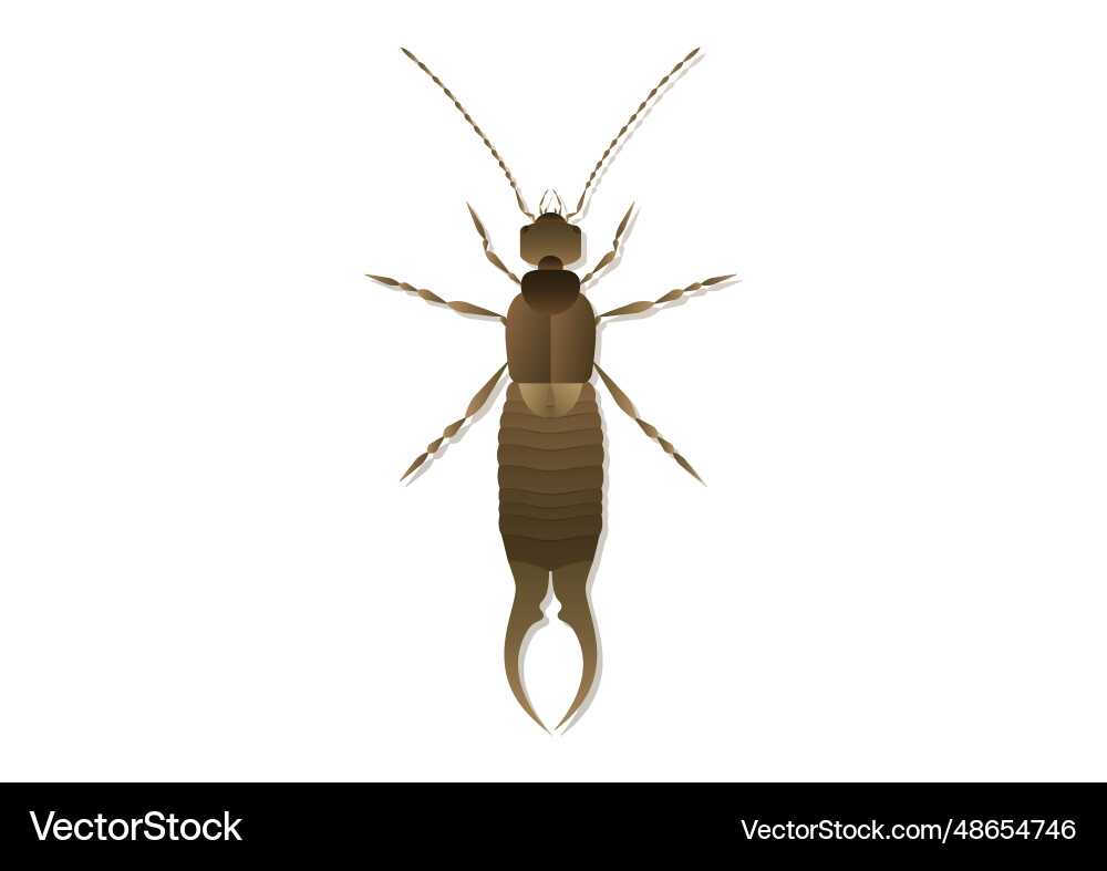 Earwig art isolated on white background Royalty Free Vector