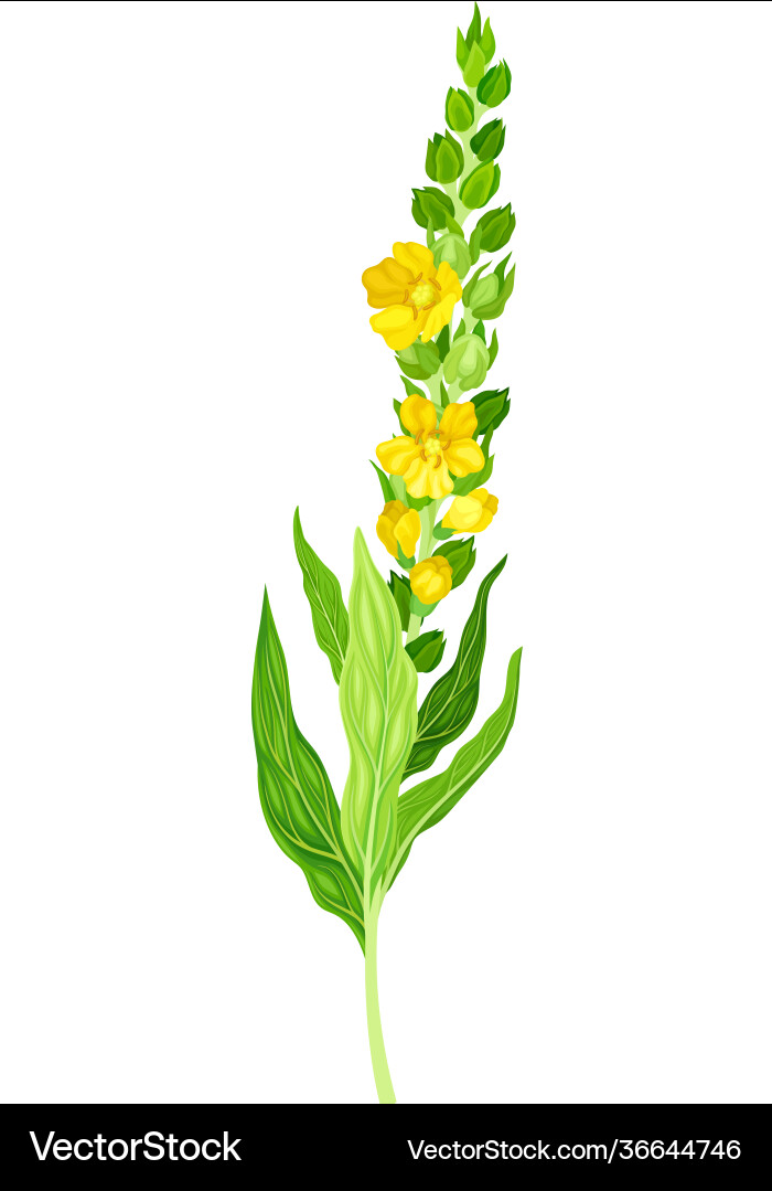 Mullein with tall flowering stem and yellow Vector Image