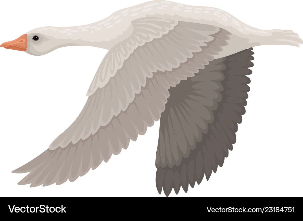 Large gray goose in flying action side view wild Vector Image