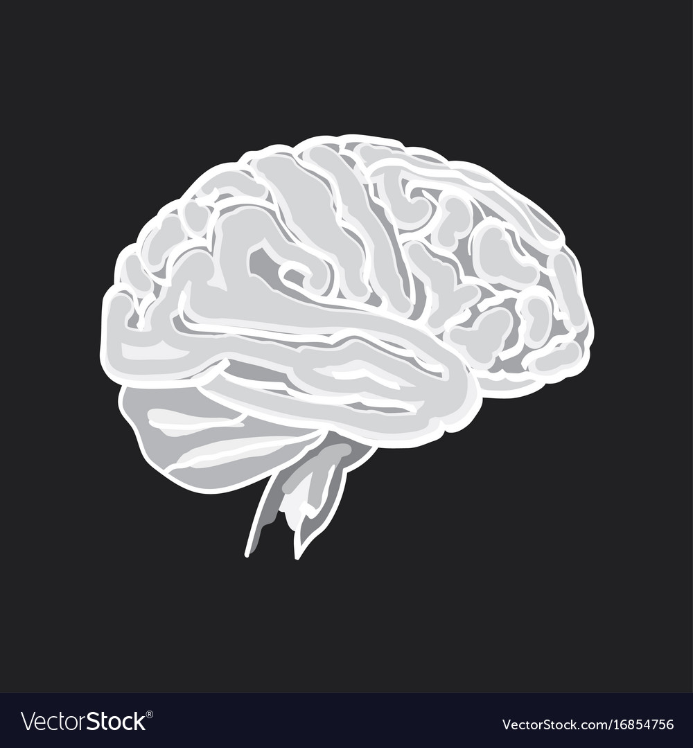 Brain Royalty Free Vector Image - VectorStock