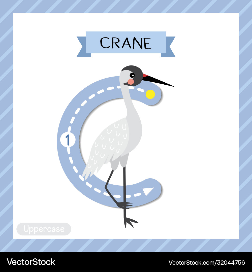 Letter c uppercase tracing standing crane bird Vector Image