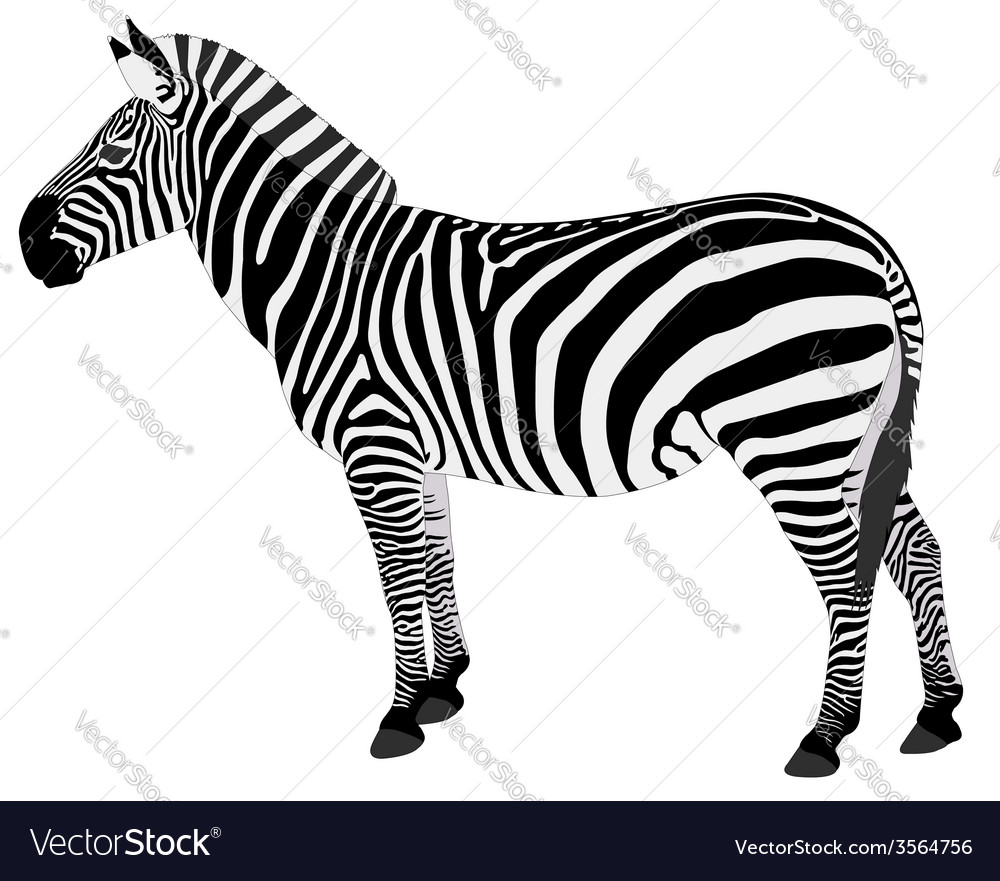 Zebra Royalty Free Vector Image - VectorStock