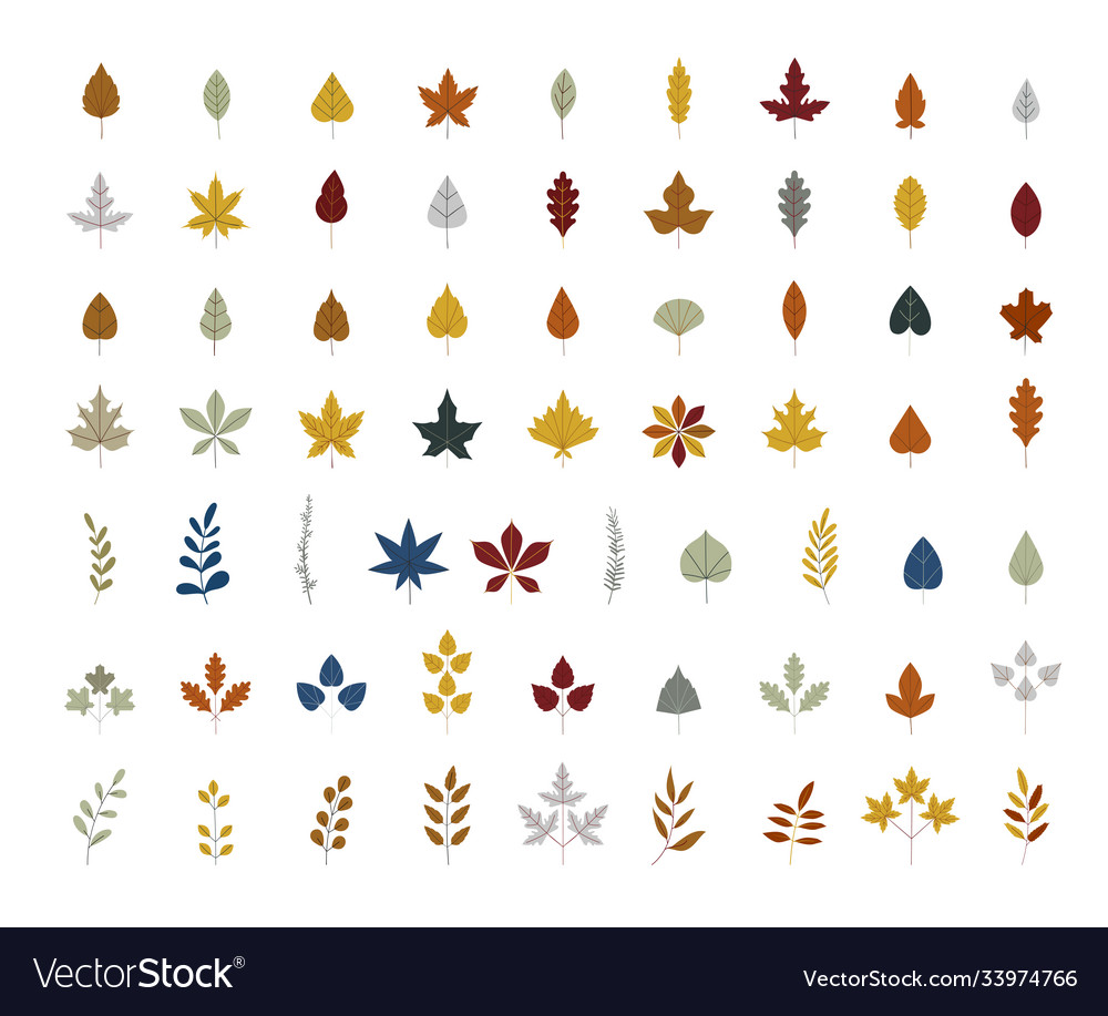 Autumn leaves maple oak birch isolated Royalty Free Vector