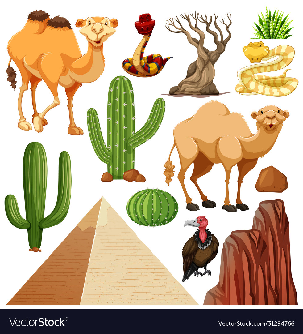 Set cute desert animal and nature Royalty Free Vector Image