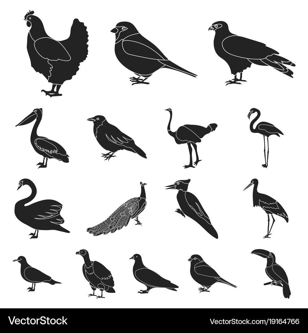 Types birds black icons in set collection Vector Image