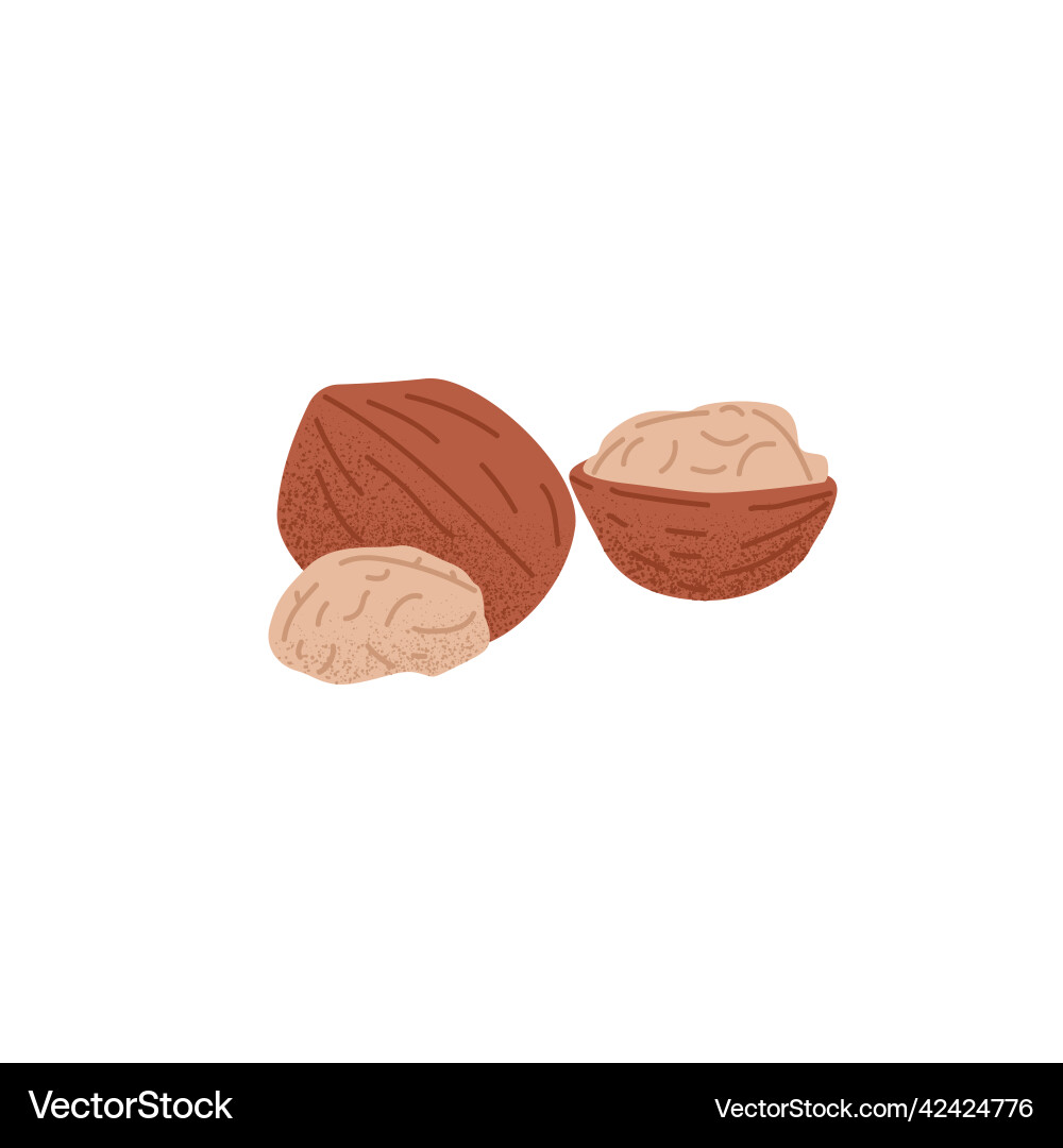 Raw dry walnuts peeled half and whole nuts Vector Image