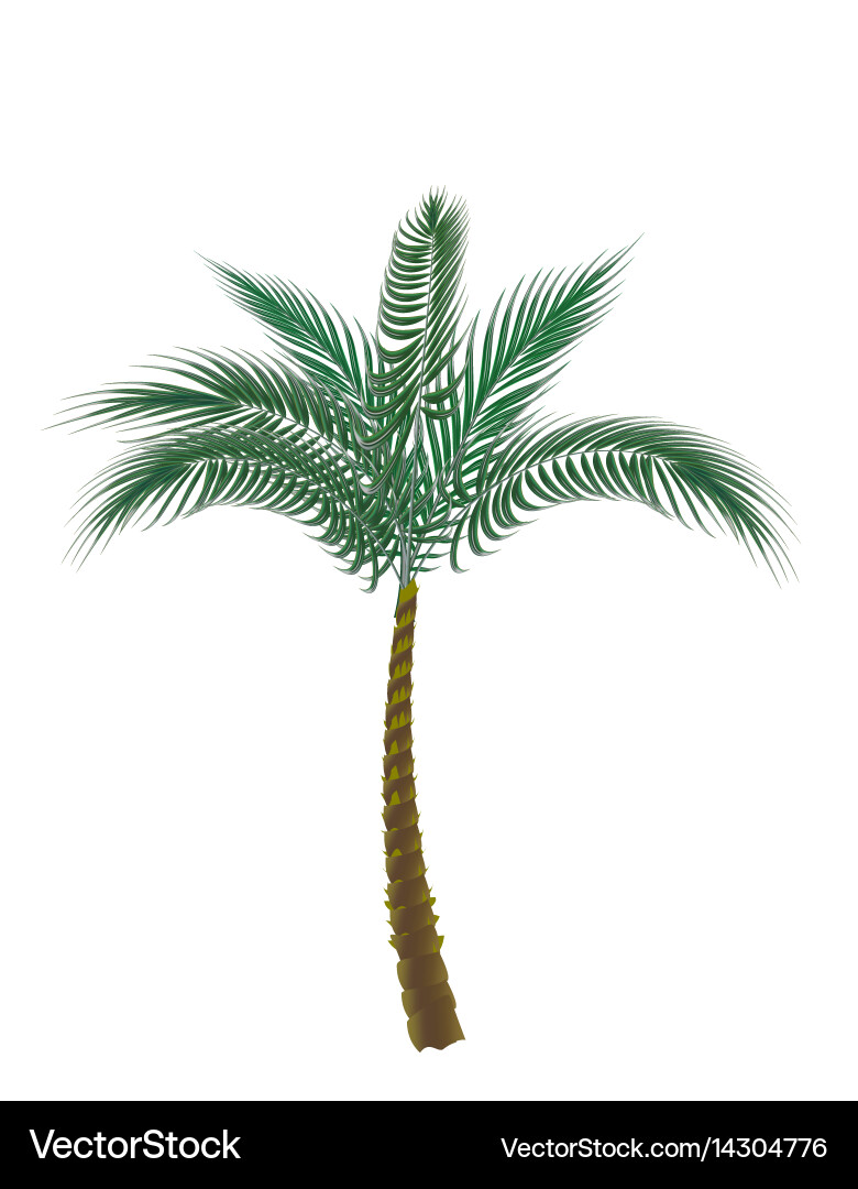 Tropical green palm isolated on white background Vector Image