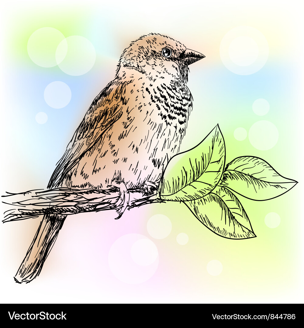 Sparrow Royalty Free Vector Image - VectorStock