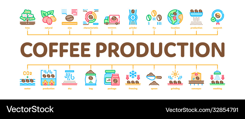 Coffee production minimal infographic banner Vector Image
