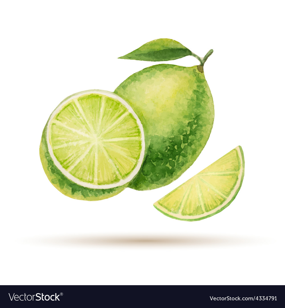 Lime Royalty Free Vector Image - VectorStock