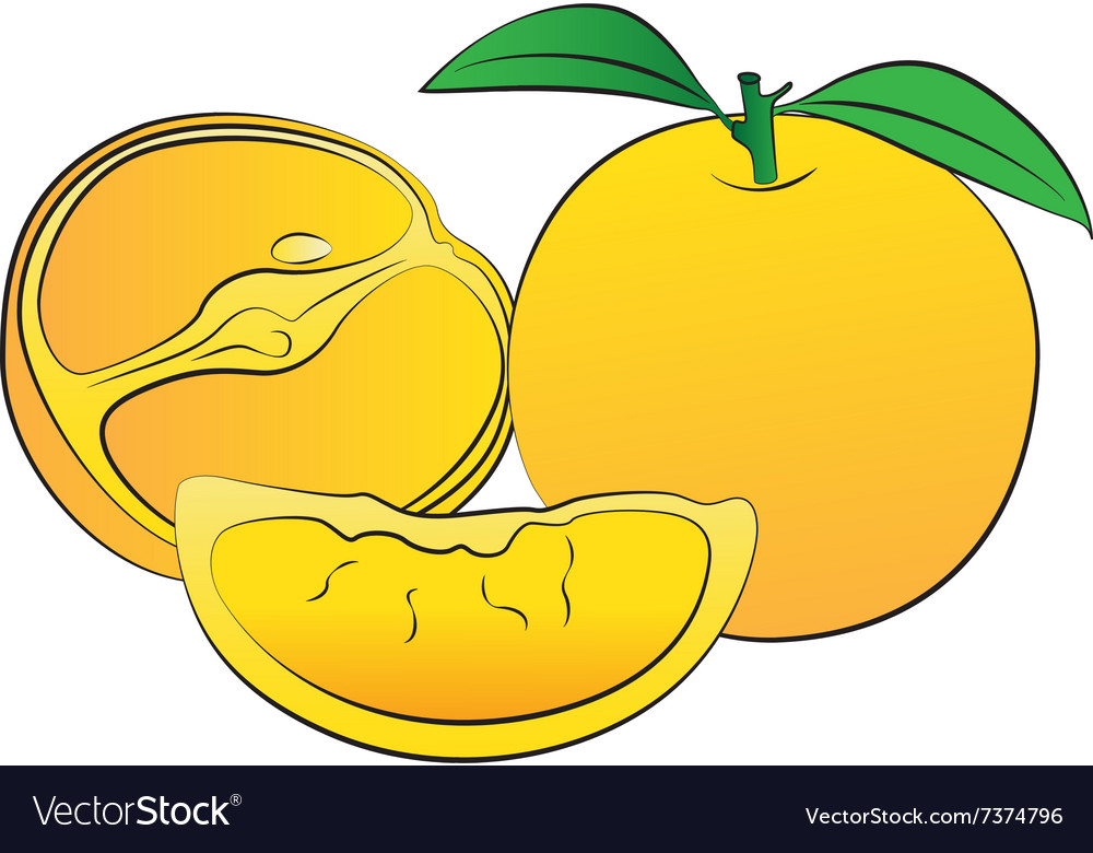 Orange Royalty Free Vector Image - VectorStock