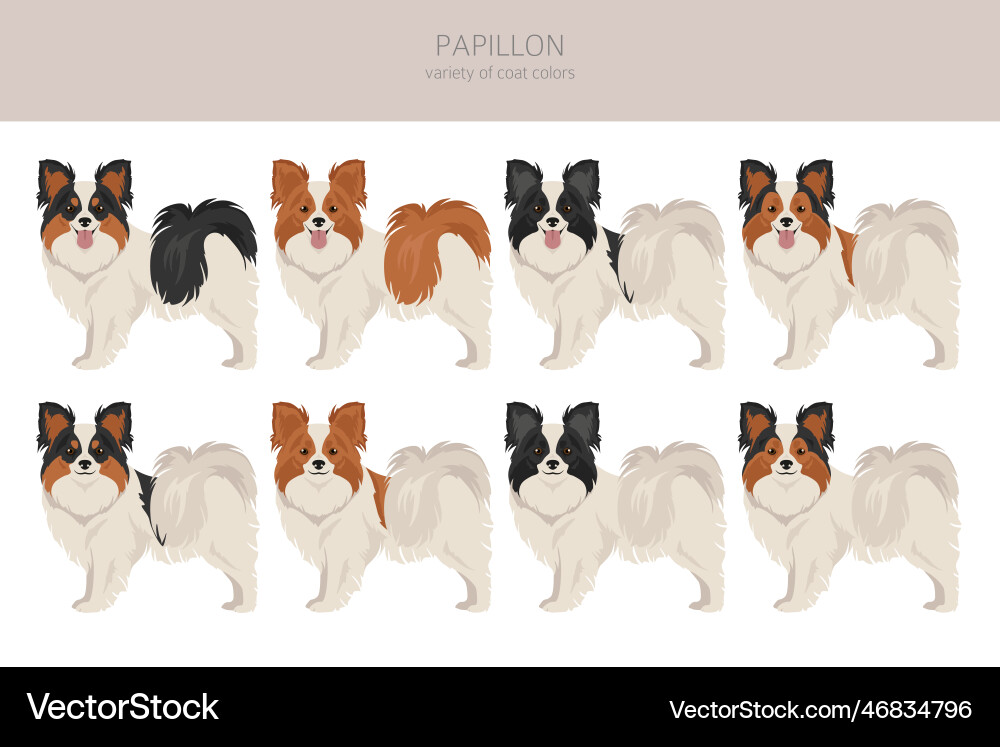 Papillon clipart different poses coat colors set Vector Image