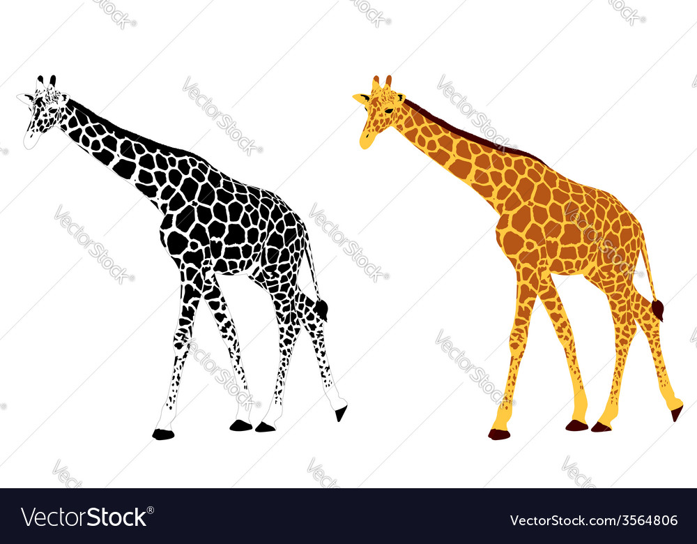 Giraffe Royalty Free Vector Image - VectorStock