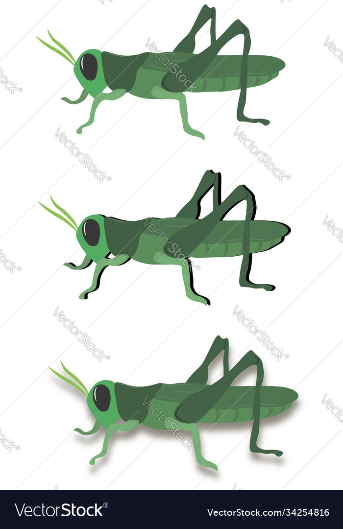 Grasshopper Royalty Free Vector Image - VectorStock