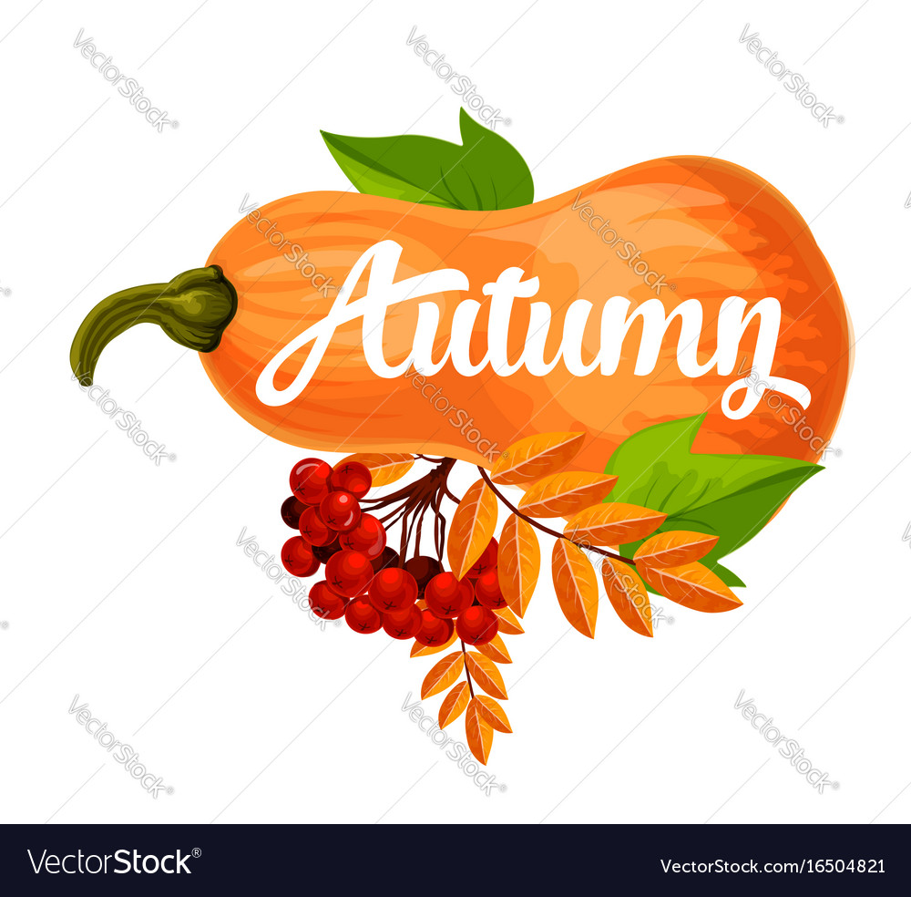 Autumn pumpkin poster of leaf fall Royalty Free Vector Image