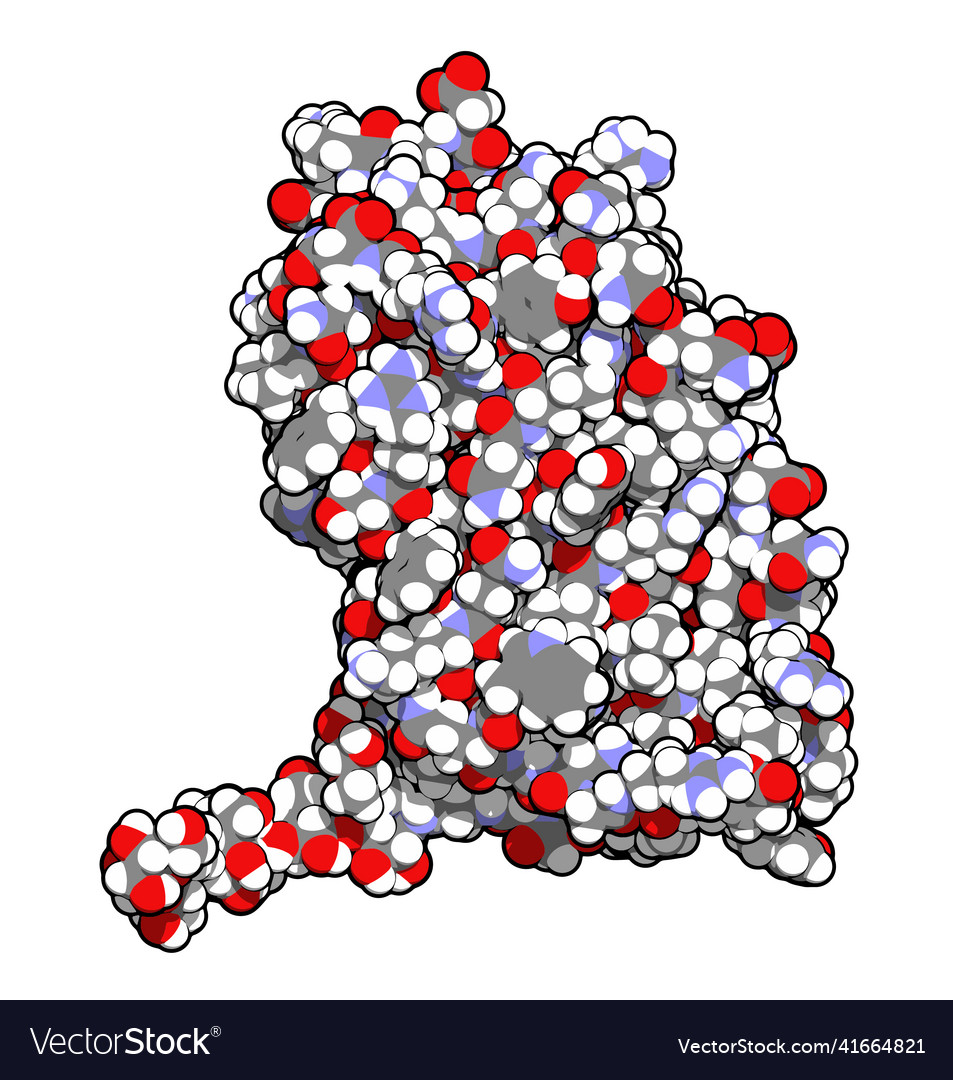 Interferon beta molecule chemical structure Vector Image