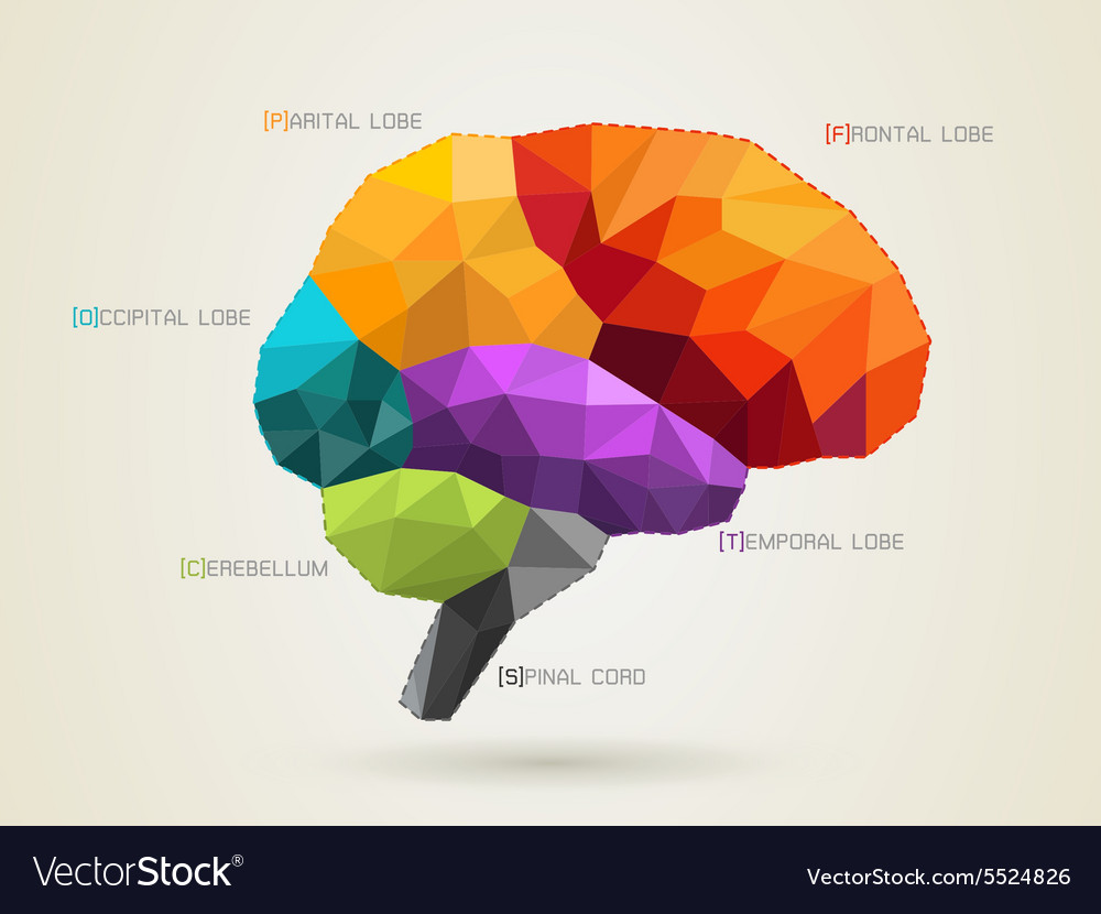 Brainsection Royalty Free Vector Image - VectorStock