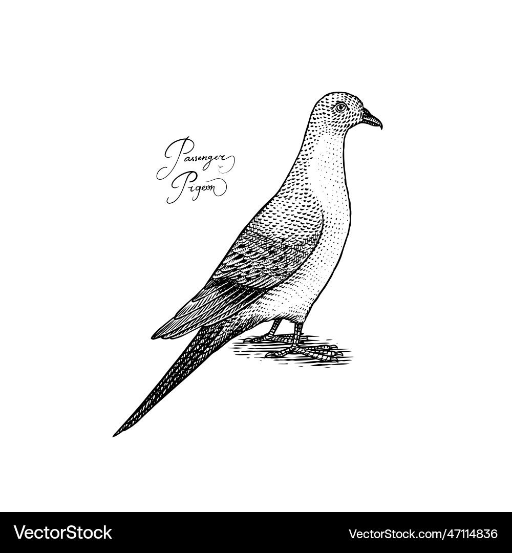 Passenger pigeon bird extinct species engraved Vector Image