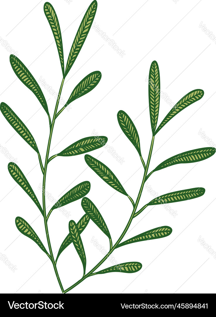 Botanical headline decoration leaves veins Vector Image