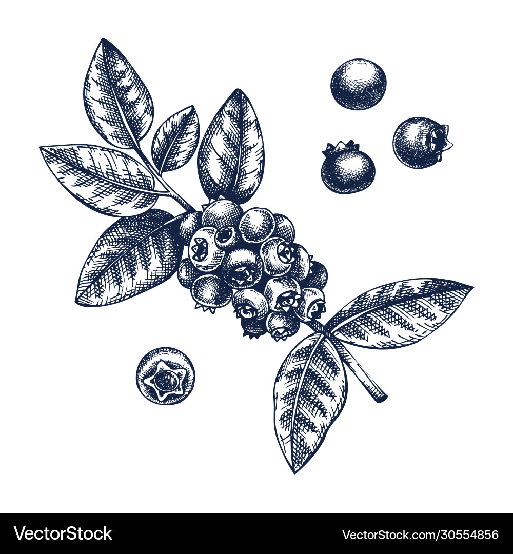 Hand drawn blueberries in engraved style wi Vector Image